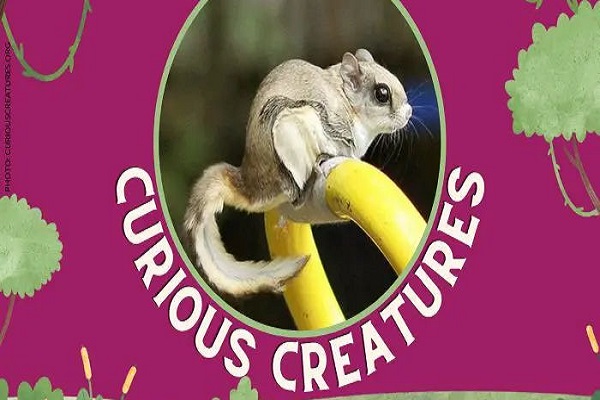 Curious Creatures - Boston Parents Paper